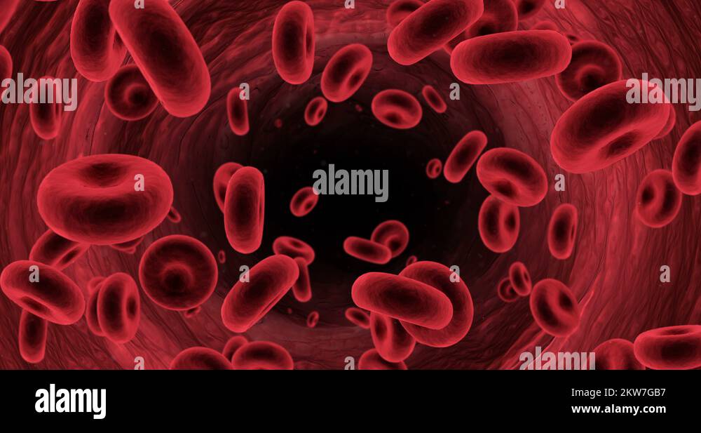 Digital generated red blood cells flowing through the arteries Stock ...