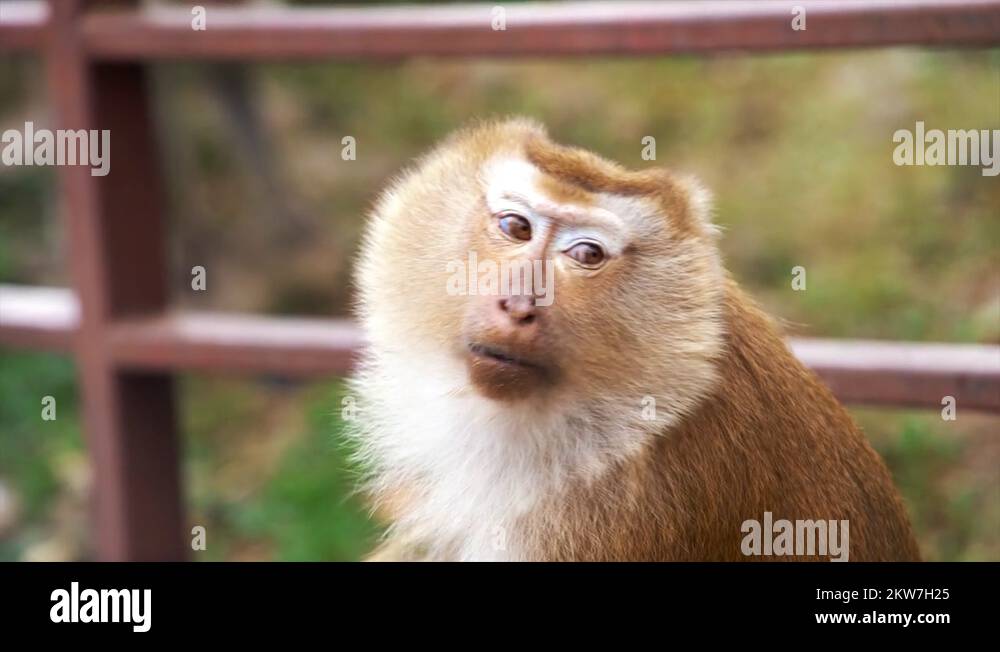 Monkey eating chips Stock Videos & Footage - HD and 4K Video Clips - Alamy