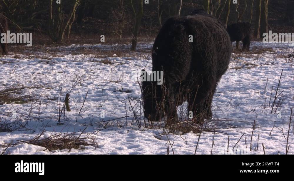 Galloway in winter landscape, bull nibbles branches of a shrub Stock ...