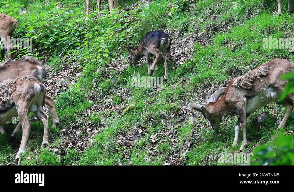 Mufflon Stock Videos & Footage - HD and 4K Video Clips - Alamy