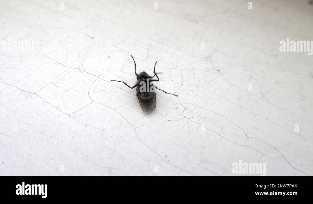 Inverted legs Stock Videos & Footage - HD and 4K Video Clips - Alamy