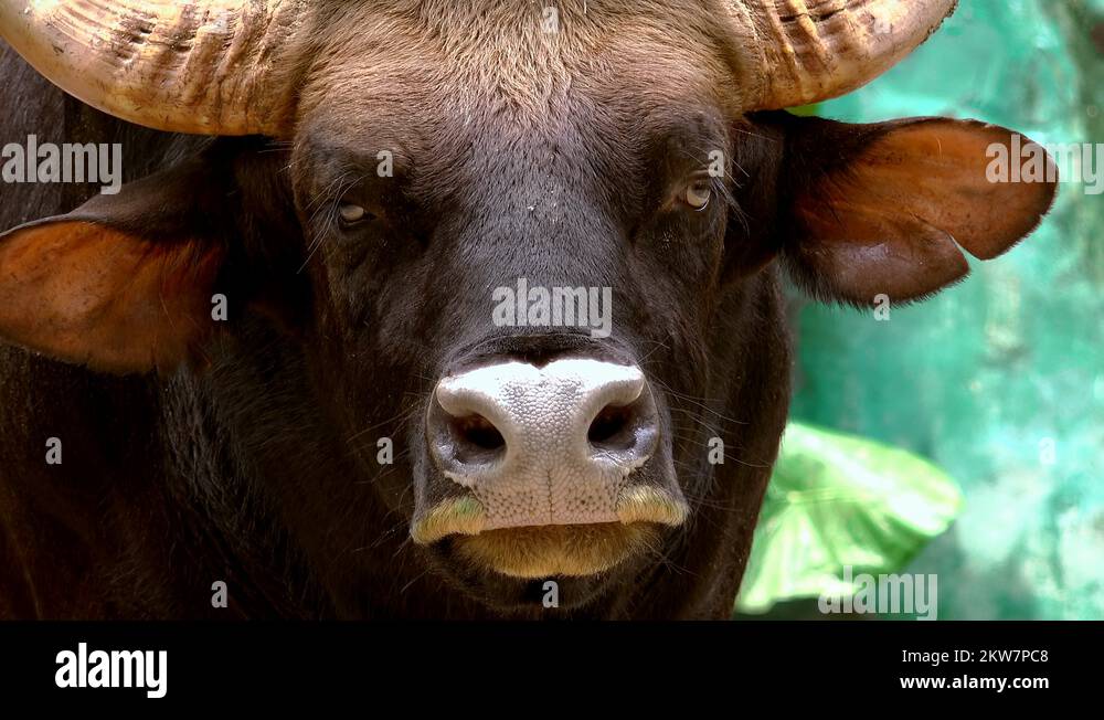 Gaur gaur indian bison Stock Videos & Footage - HD and 4K Video Clips ...