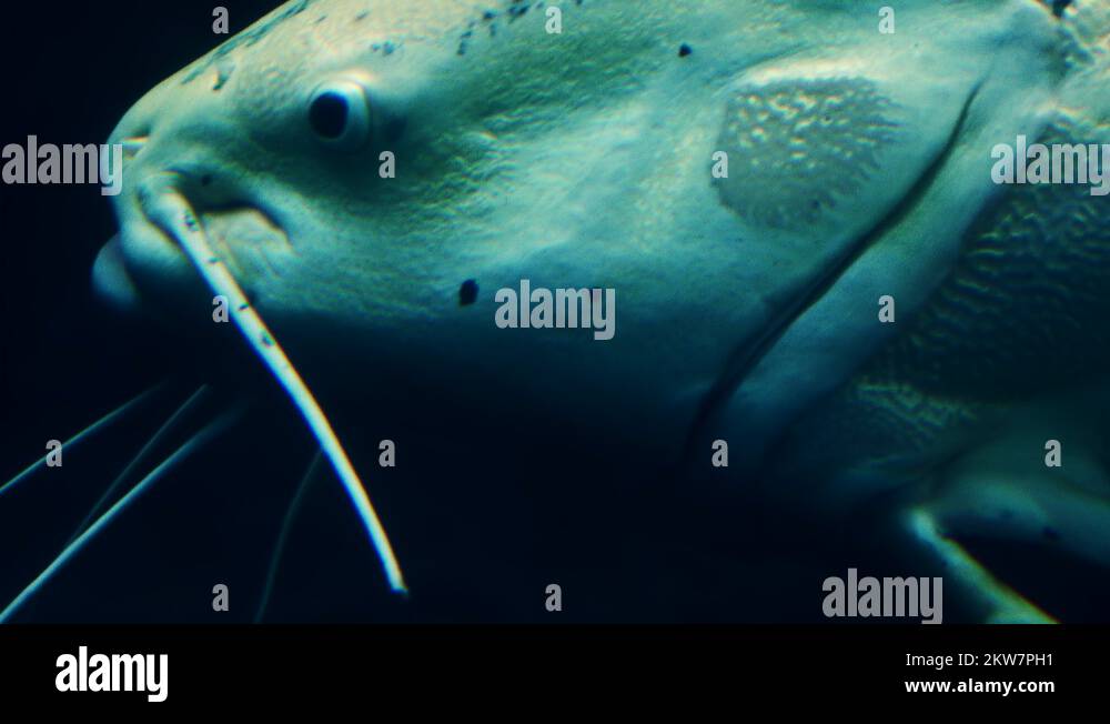 Channel catfish species freshwater Stock Videos & Footage - HD and 4K ...