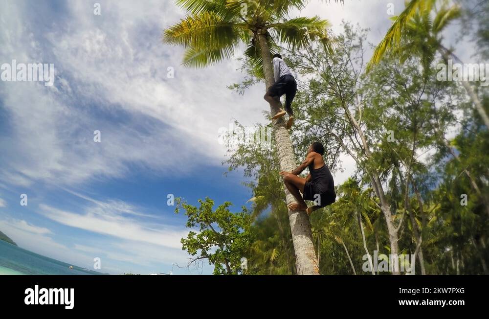 Coconut climb Stock Videos & Footage - HD and 4K Video Clips - Alamy