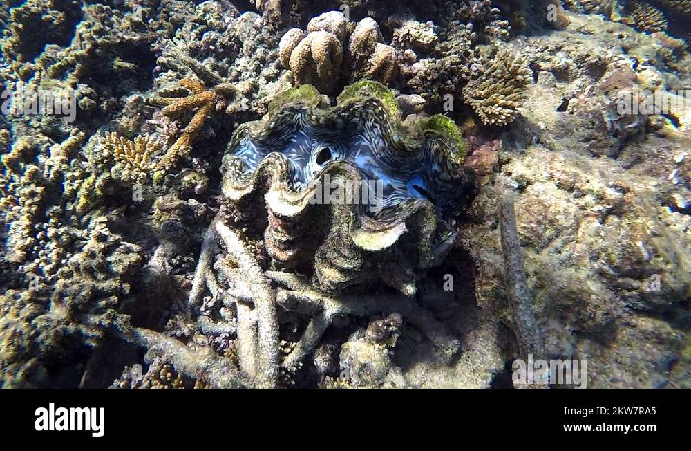 Giant clam tridacna gigas fiji Stock Videos & Footage - HD and 4K Video ...