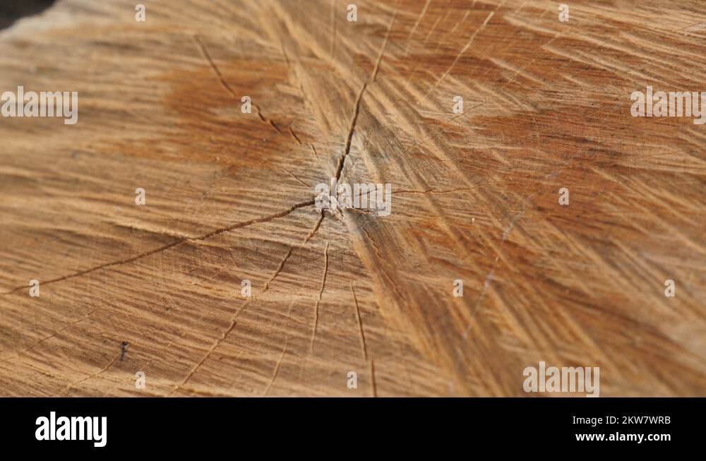 Tree log cross section Stock Videos & Footage - HD and 4K Video Clips ...