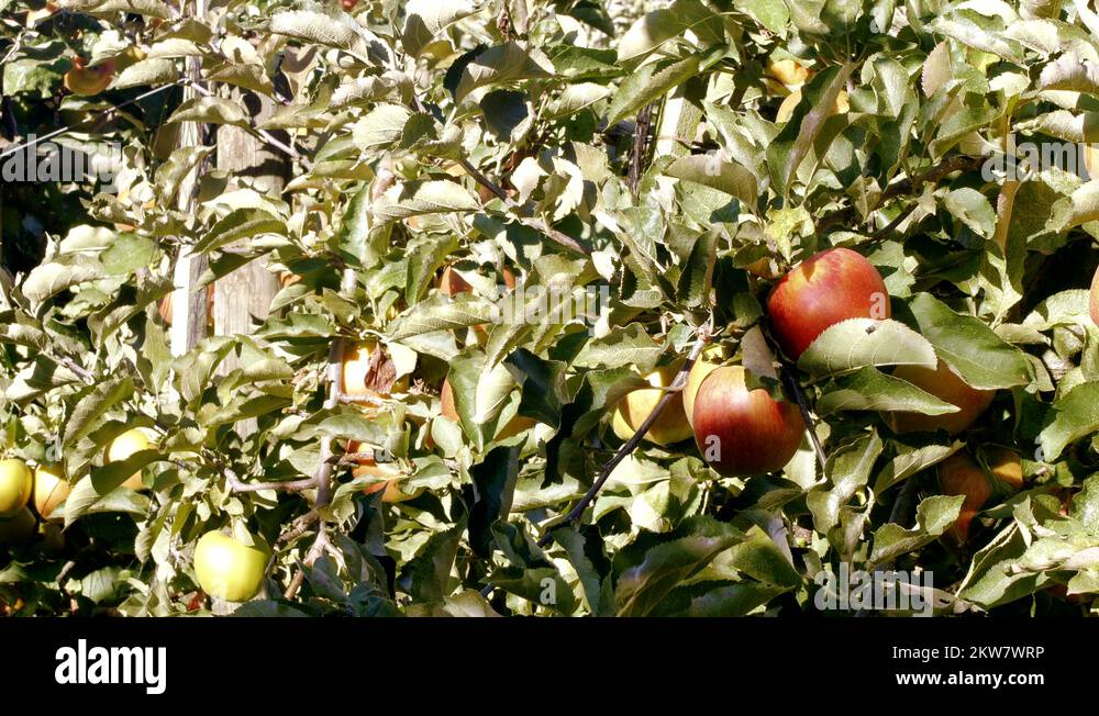 Man eating tree Stock Videos & Footage - HD and 4K Video Clips - Alamy