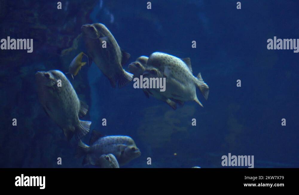 Exotic sea animal Stock Videos & Footage - HD and 4K Video Clips - Alamy