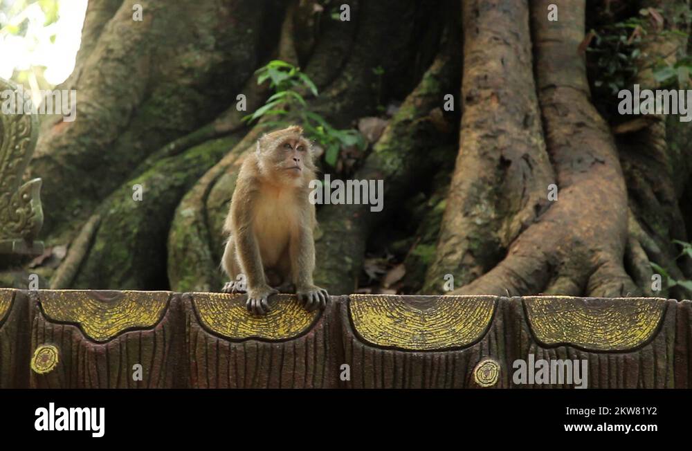 Monkey jungle tree Stock Videos & Footage - HD and 4K Video Clips - Alamy