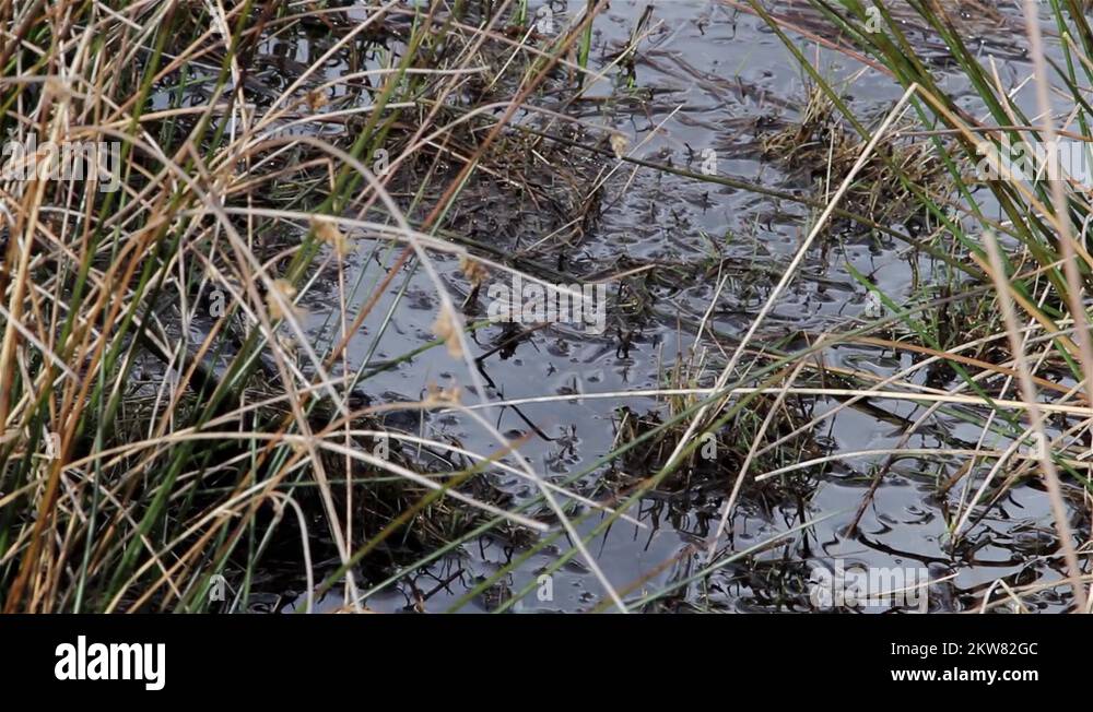 Green algae in a stream Stock Videos & Footage - HD and 4K Video Clips ...