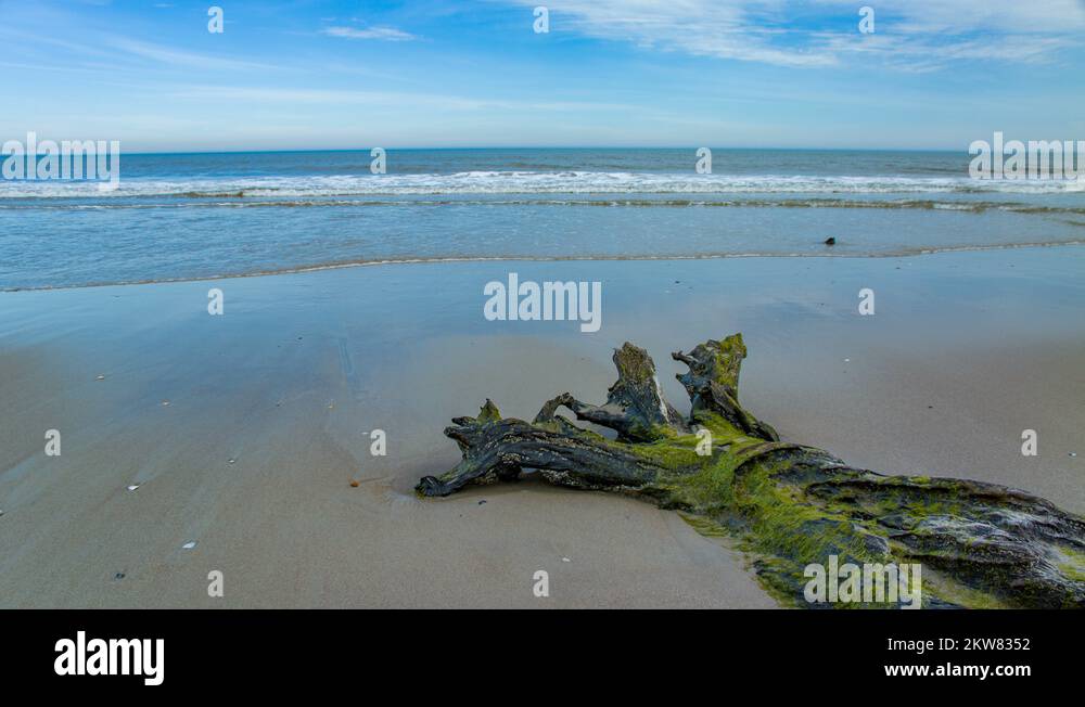 Dead tree stump on beach Stock Videos & Footage - HD and 4K Video Clips ...