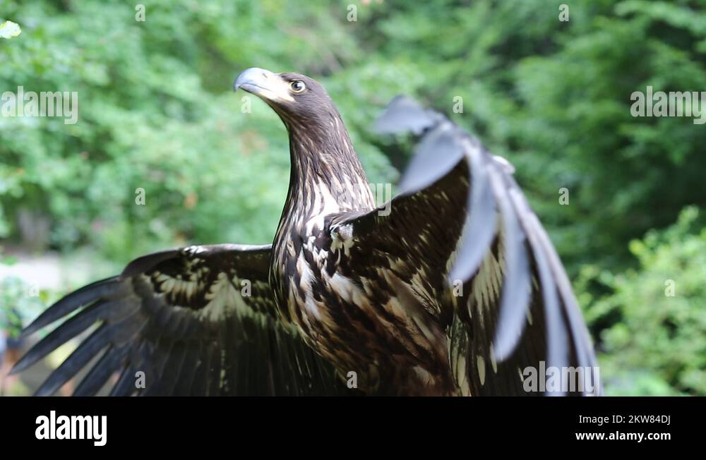 Beast with wings Stock Videos & Footage - HD and 4K Video Clips - Alamy