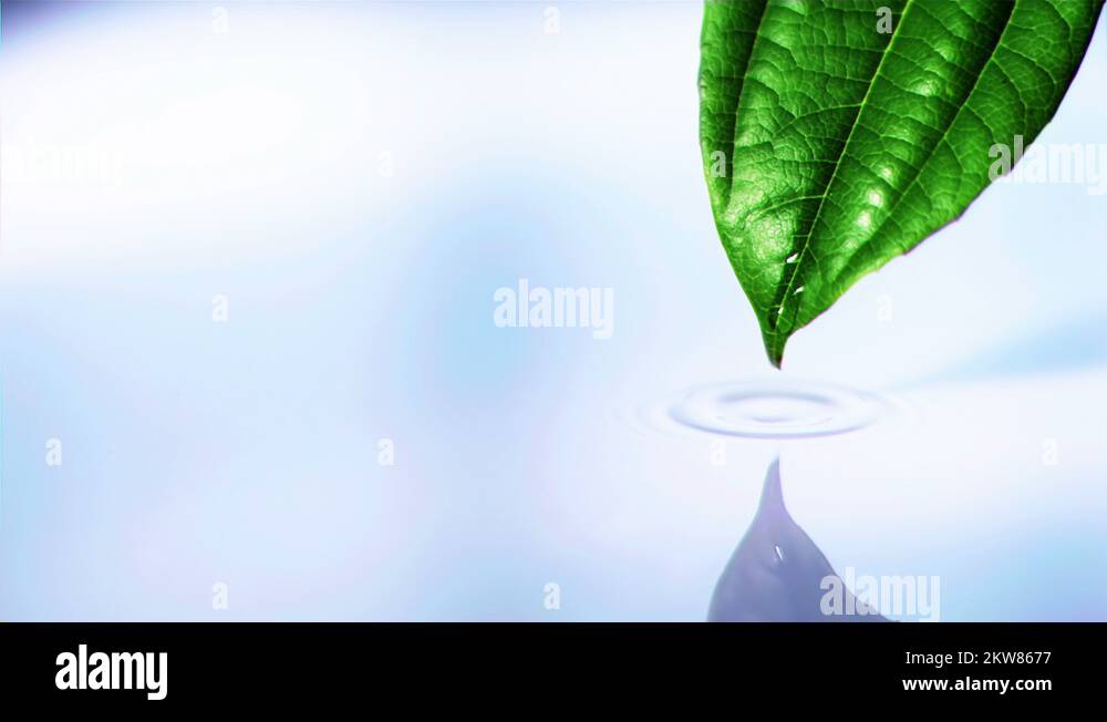 Water drop falling from leaf Stock Videos & Footage - HD and 4K Video ...