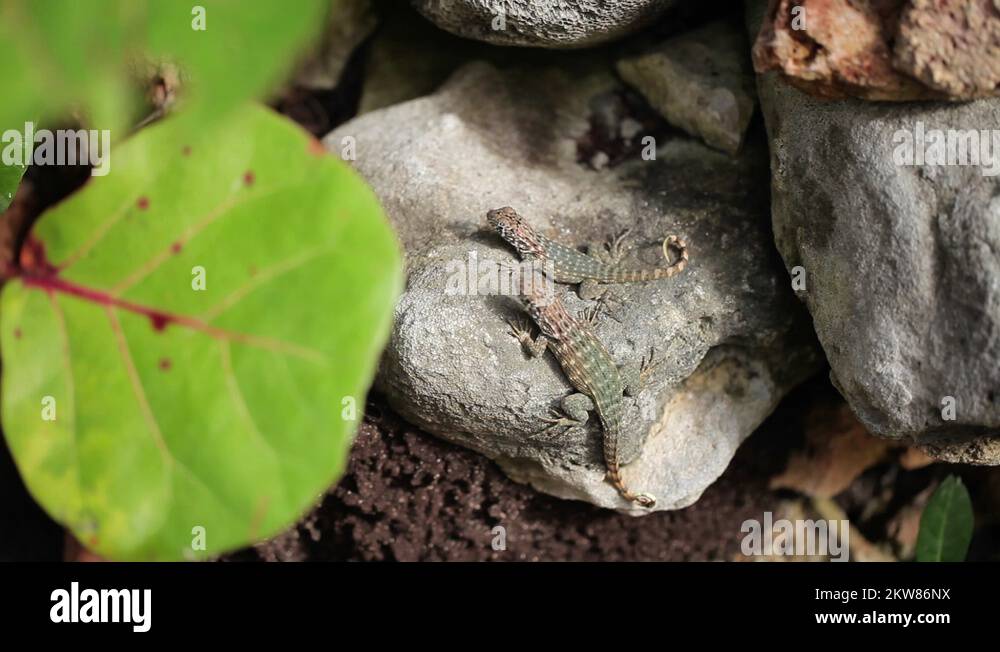 Rocks and lizards Stock Videos & Footage - HD and 4K Video Clips - Alamy