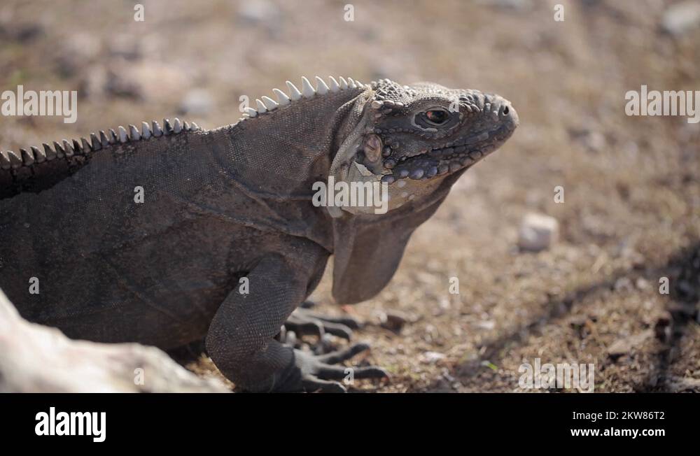 Lizard on rocks Stock Videos & Footage - HD and 4K Video Clips - Alamy