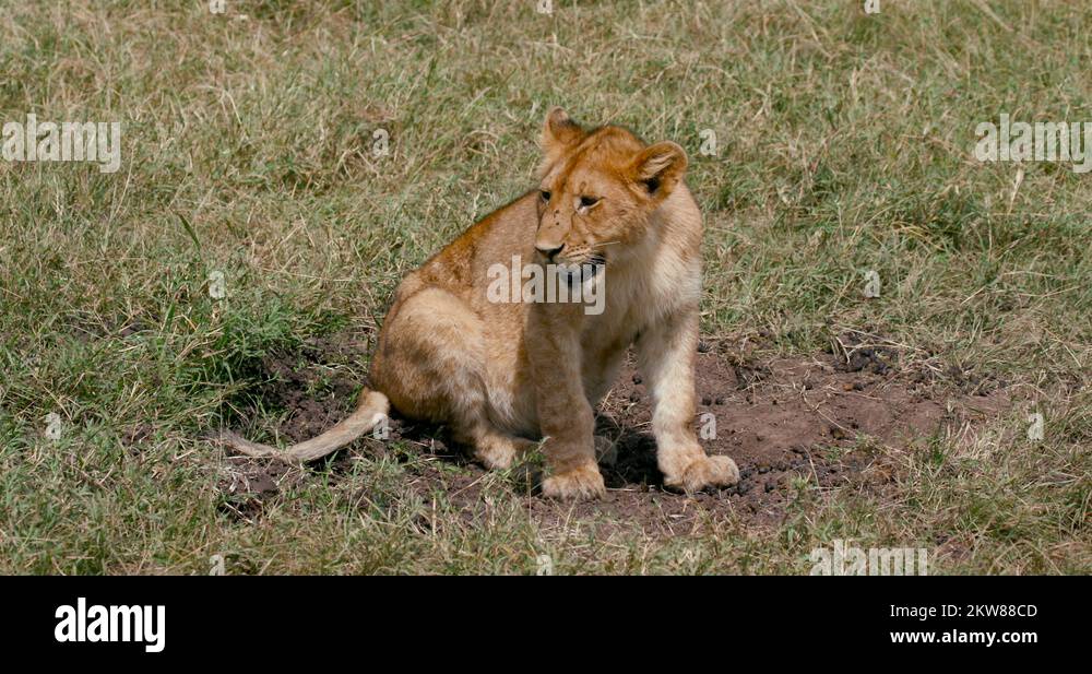 LION CUB SAT WAITING MAASAI MARA KENYA AFRICA Stock Video Footage - Alamy