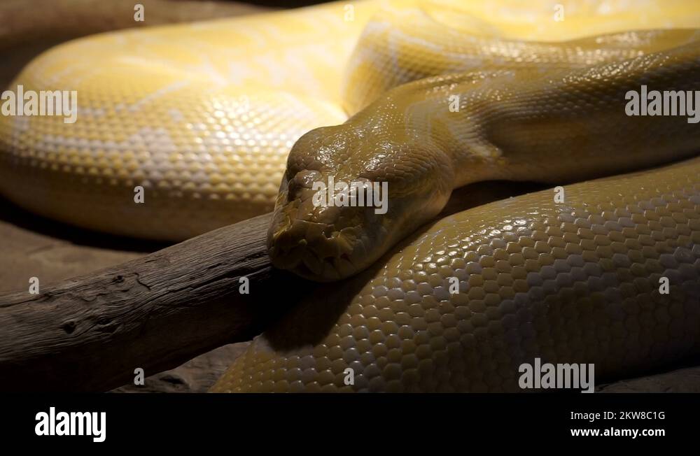 White and yellow anaconda snake Stock Videos & Footage - HD and 4K ...