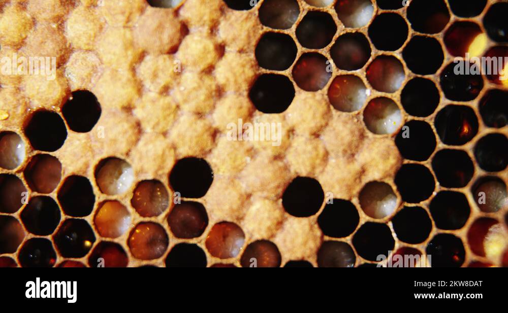 Honeycomb cell honeycomb cells Stock Videos & Footage - HD and 4K Video Clips - Alamy