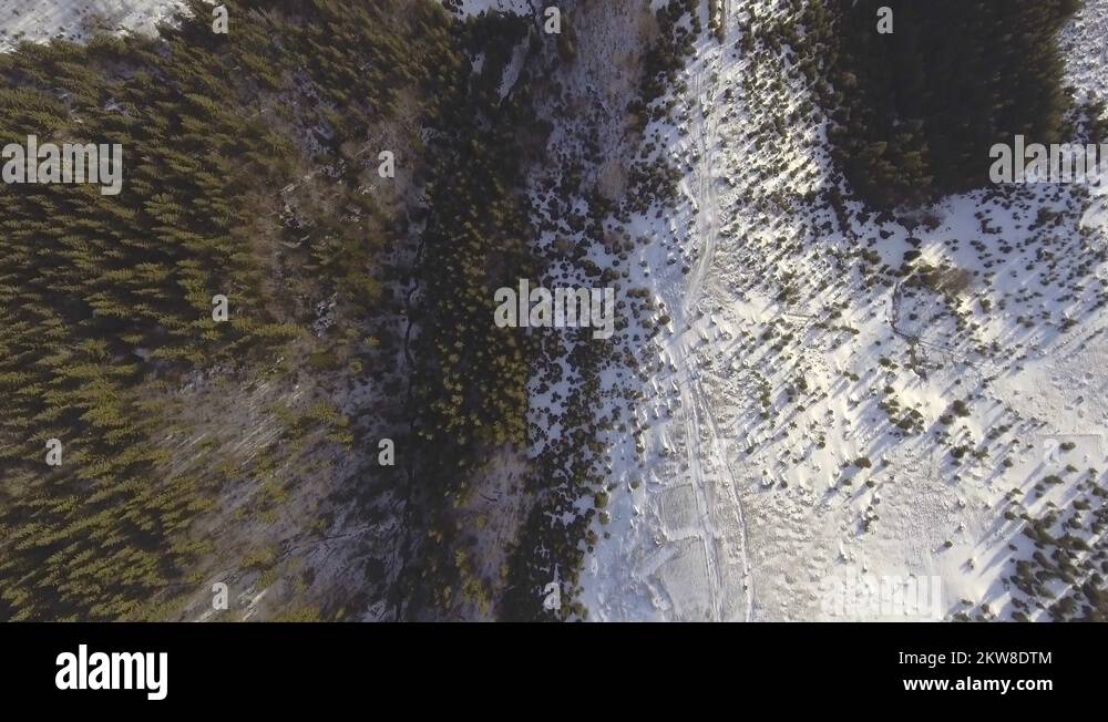 Dense coniferous forest top view aerial photography - a dense pine ...