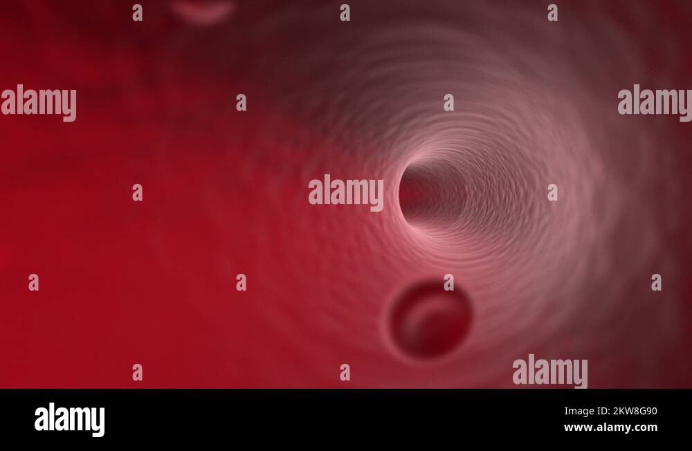Red Blood Cells Floating inside Body Version 2 Seamless Loop Animated ...