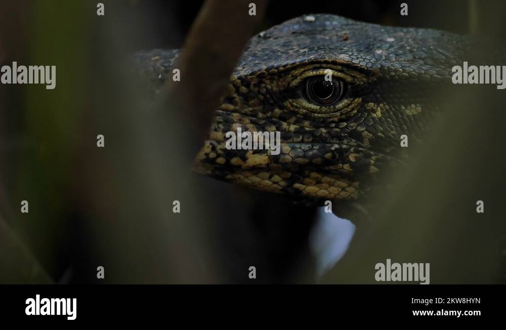 Monitor lizard animal Stock Videos & Footage - HD and 4K Video Clips ...