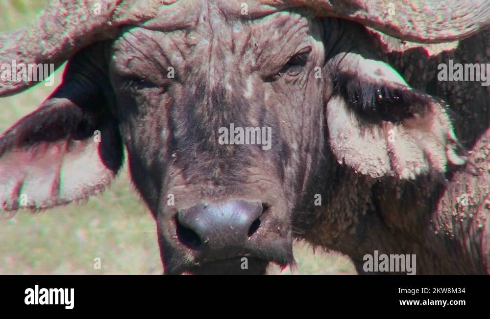Cape buffalo face Stock Videos & Footage - HD and 4K Video Clips - Alamy