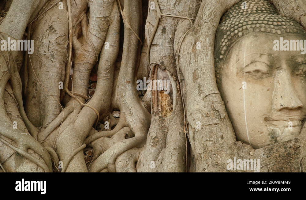 Buddha head in a tree Stock Videos & Footage - HD and 4K Video Clips ...