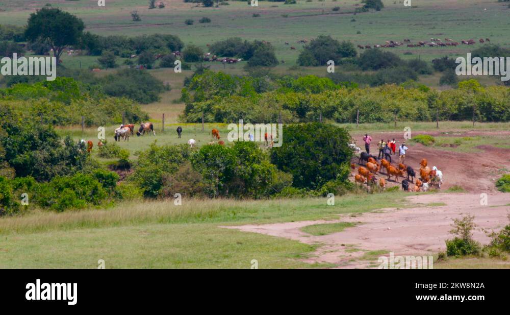 Cattle farming kenya Stock Videos & Footage - HD and 4K Video Clips - Alamy