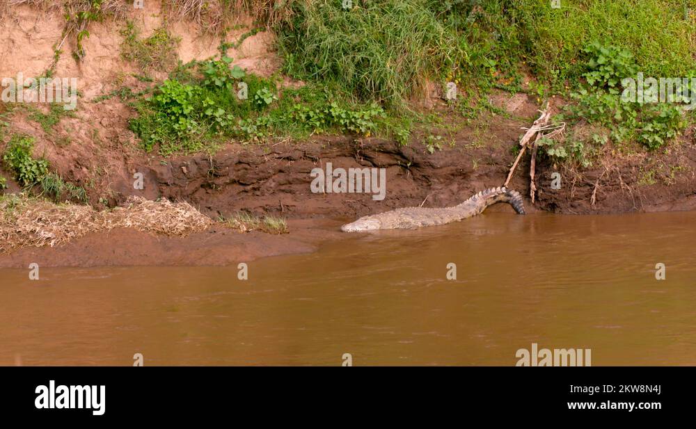 NILE CROCODILE BANK TALEK RIVER MAASAI MARA KENYA Stock Video Footage ...