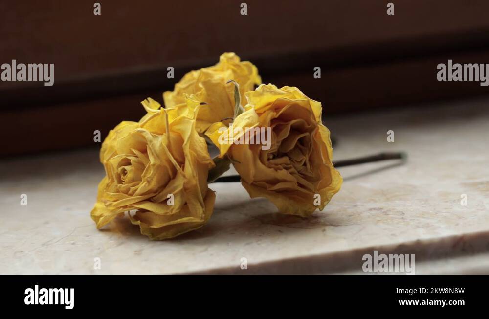 Dehydrated flower Stock Videos & Footage - HD and 4K Video Clips - Alamy