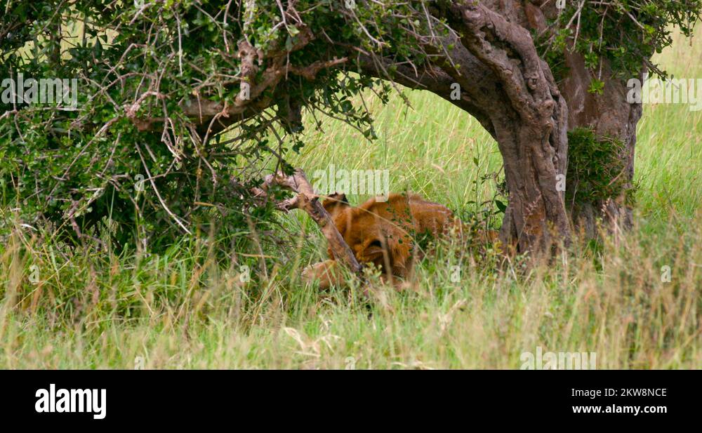 Lion under tree Stock Videos & Footage - HD and 4K Video Clips - Alamy