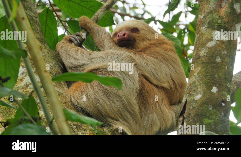 Sloth on branch Stock Videos & Footage - HD and 4K Video Clips - Alamy
