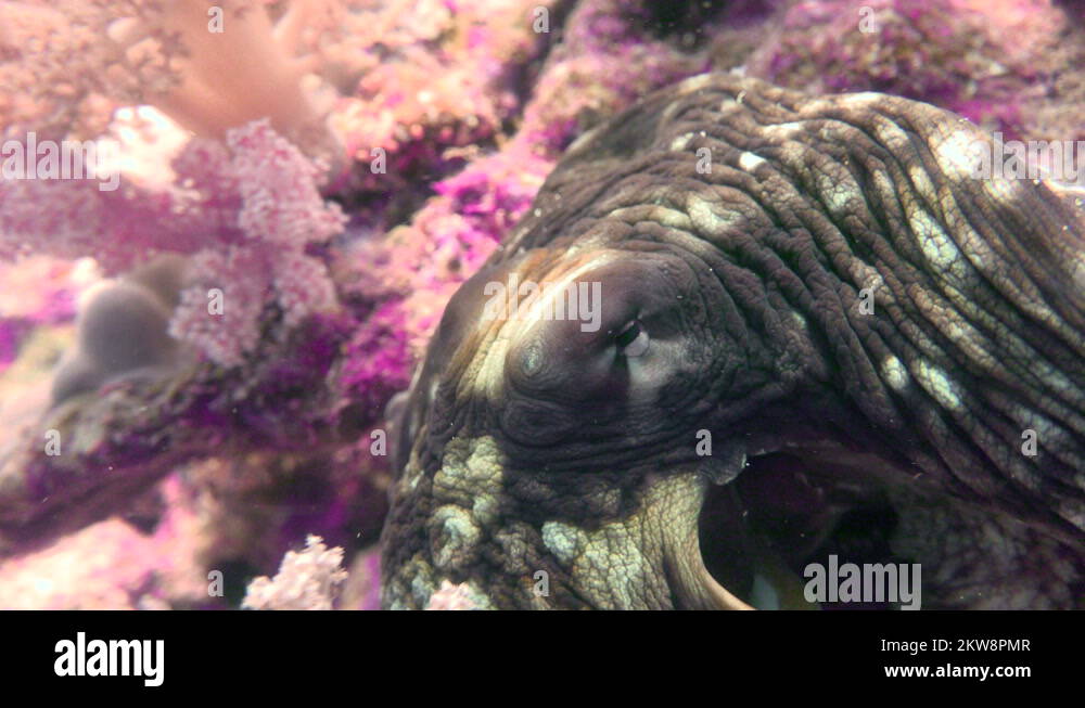 An octopus quickly changes color, shape and the structure of your body ...