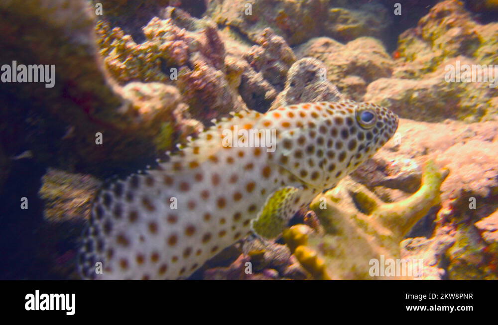 Grouper fish Stock Videos & Footage - HD and 4K Video Clips - Alamy