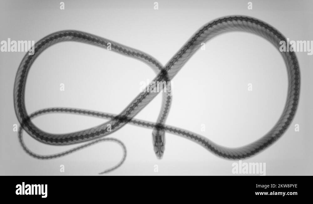 X ray snake Stock Videos & Footage - HD and 4K Video Clips - Alamy