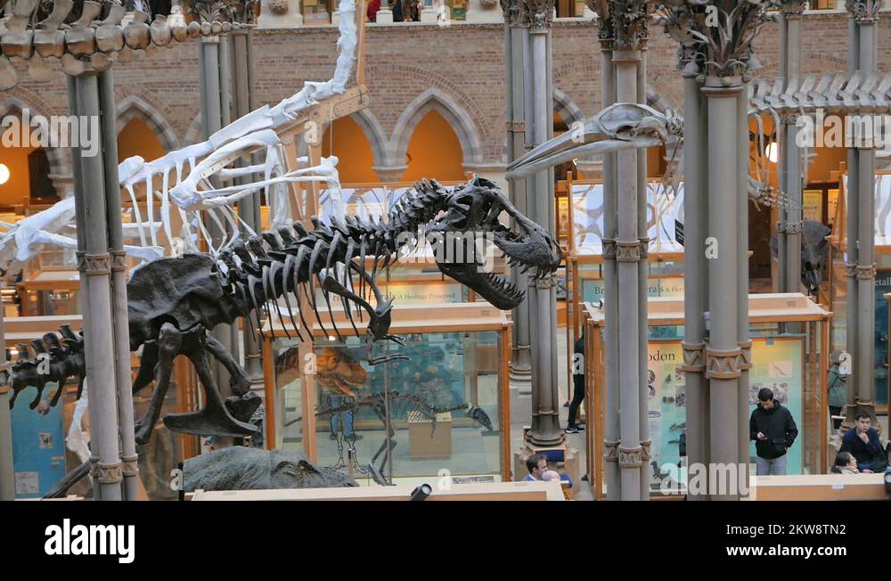 Dinosaur skeleton museum Stock Videos & Footage - HD and 4K Video Clips ...