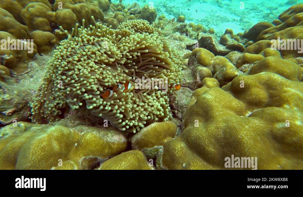 Corals lot fish in andaman Stock Videos & Footage - HD and 4K Video ...