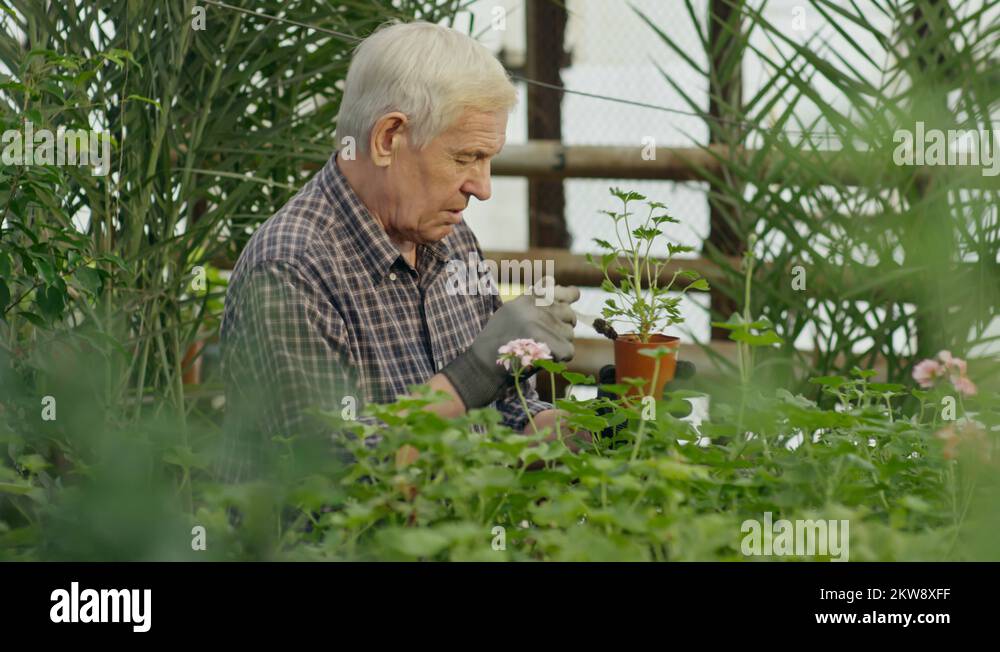 Male pensioner Stock Videos & Footage - HD and 4K Video Clips - Alamy