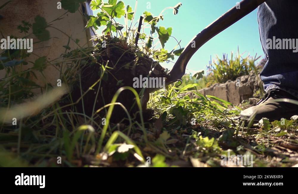 Digging weeds in garden Stock Videos & Footage - HD and 4K Video Clips ...