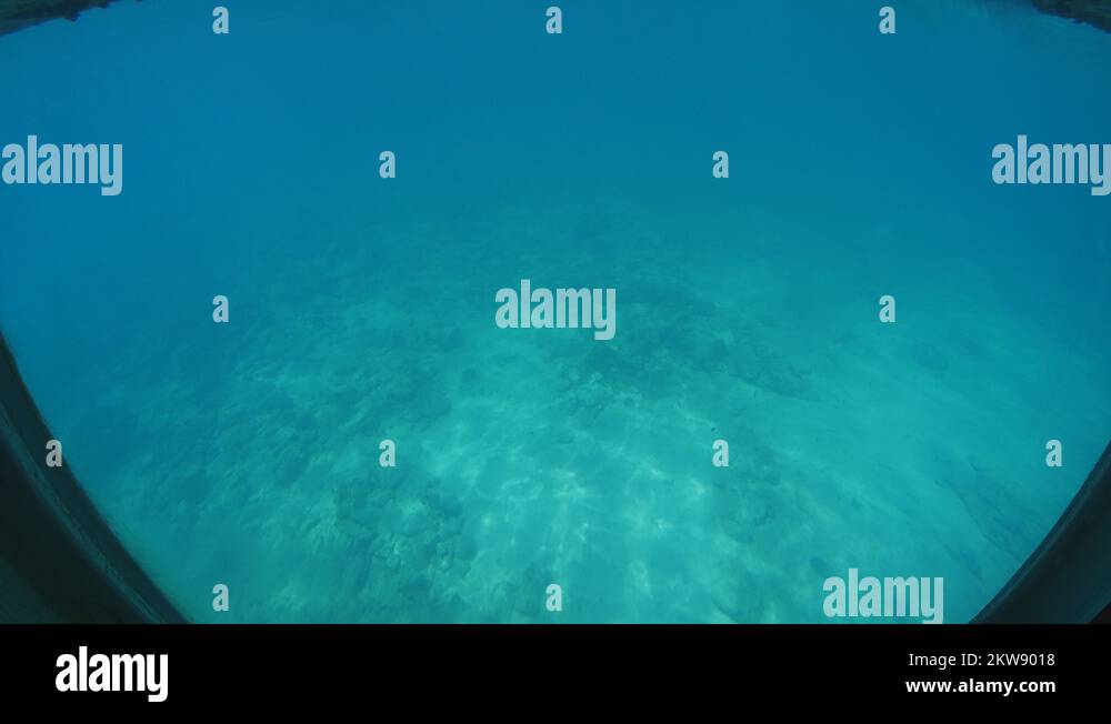 View fish Stock Videos & Footage - HD and 4K Video Clips - Alamy