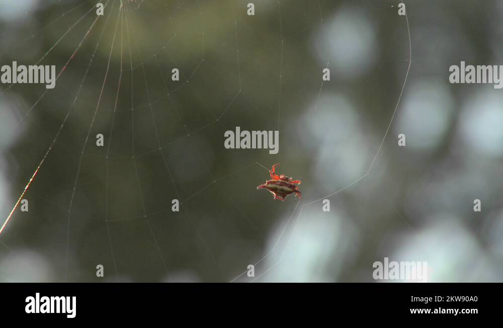 African spider web Stock Videos & Footage - HD and 4K Video Clips - Alamy