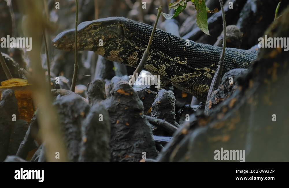 Mangrove monitor Stock Videos & Footage - HD and 4K Video Clips - Alamy