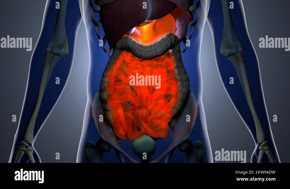 Stomach and intestine Stock Videos & Footage - HD and 4K Video Clips ...