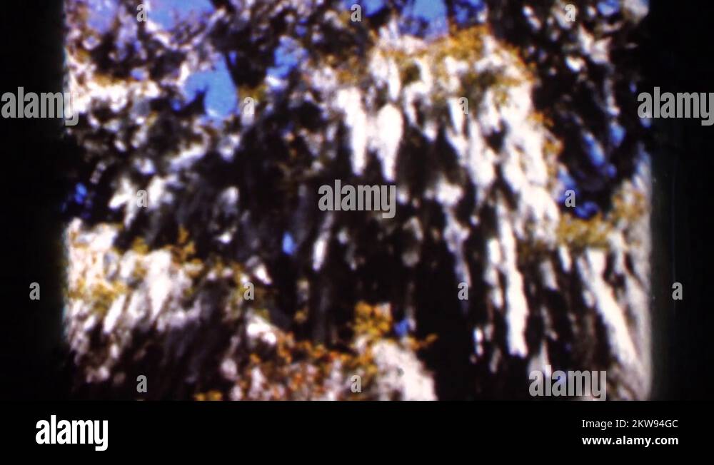 Giant forest plants Stock Videos & Footage - HD and 4K Video Clips - Alamy