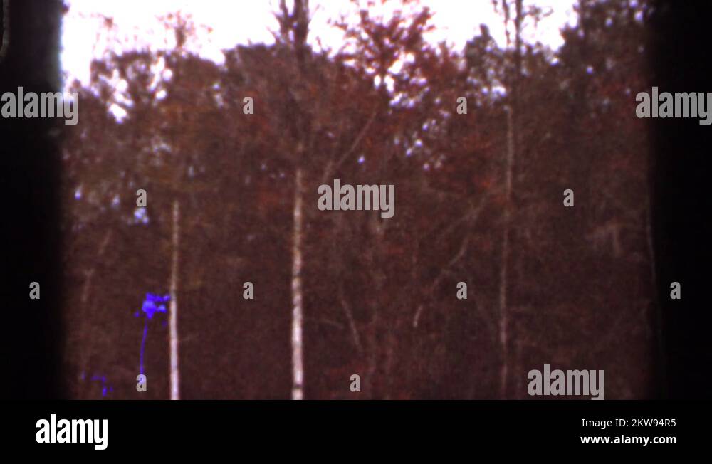 Forest trees ecosystem Stock Videos & Footage - HD and 4K Video Clips ...