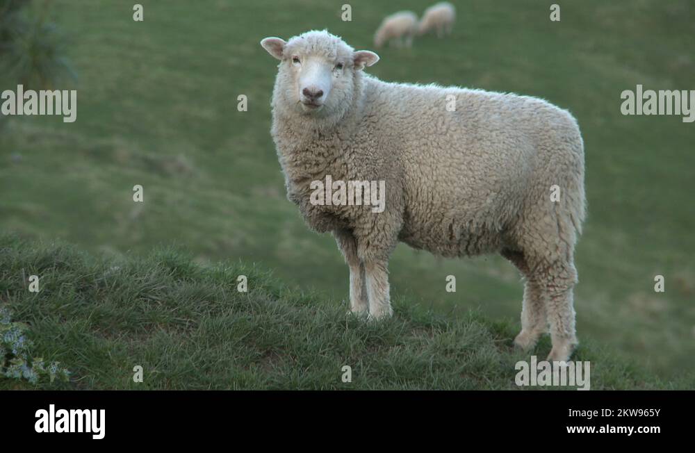 Hill sheep farm Stock Videos & Footage - HD and 4K Video Clips - Alamy