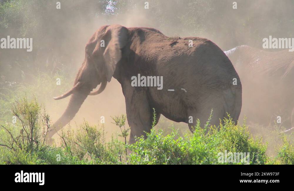 The giant african elephant Stock Videos & Footage - HD and 4K Video ...
