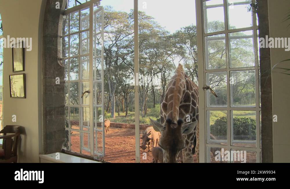 Giraffes stick their heads into the windows of an old mansion in Africa ...