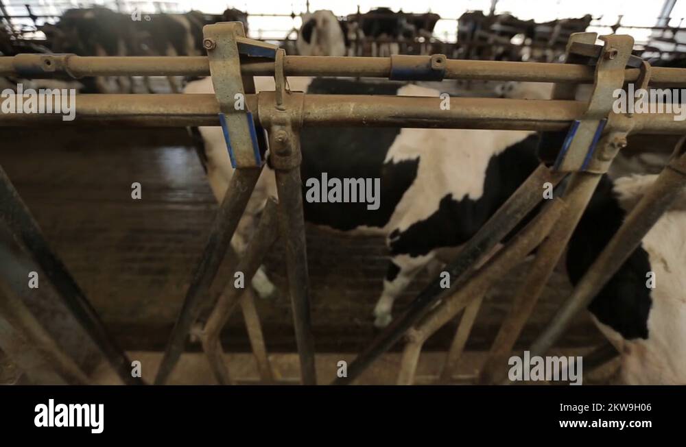 behind a partition in the pen is a cow Stock Video Footage - Alamy