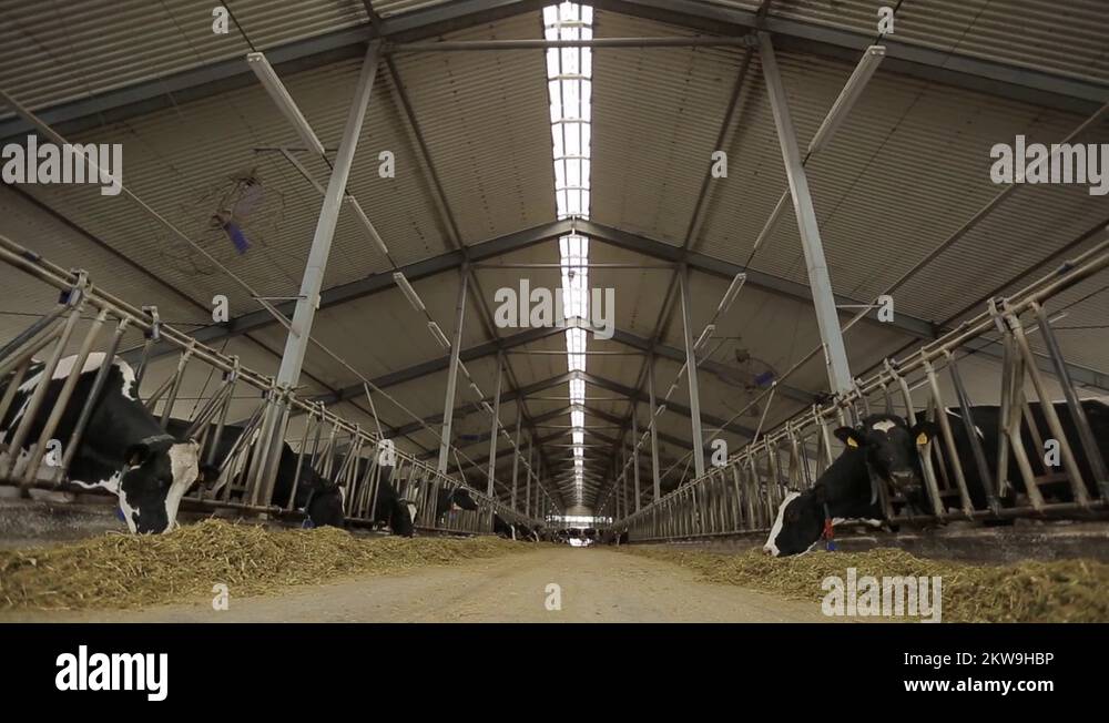 Feeding pen Stock Videos & Footage - HD and 4K Video Clips - Alamy